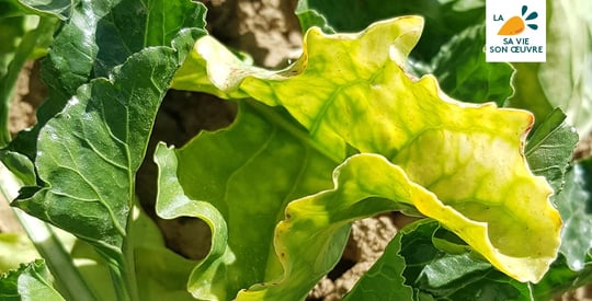 Maladies des betteraves