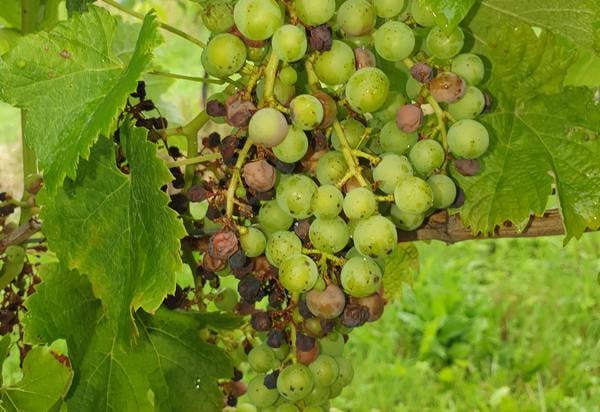 Black-rot de la vigne