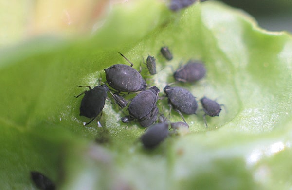 programme pour maitriser les pucerons de la betterave