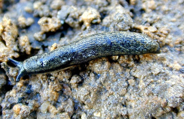 Limace elle en fait baver aux cultures