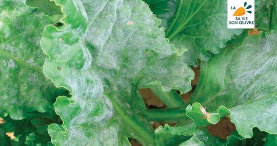 Maladies des betteraves