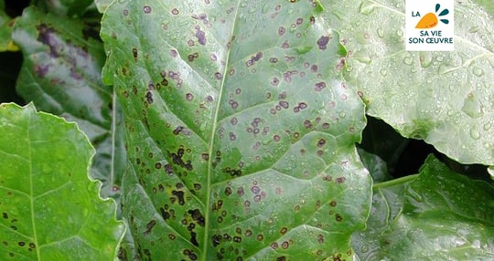 Maladies des betteraves