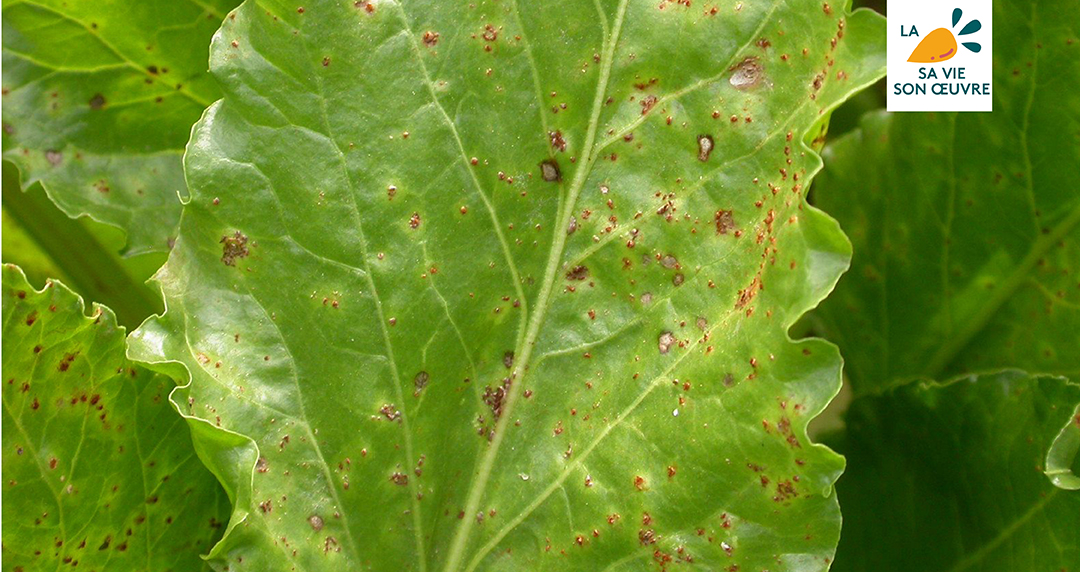 Maladies des betteraves