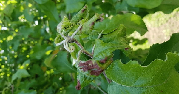 Tout sur le puceron cendré du pommier