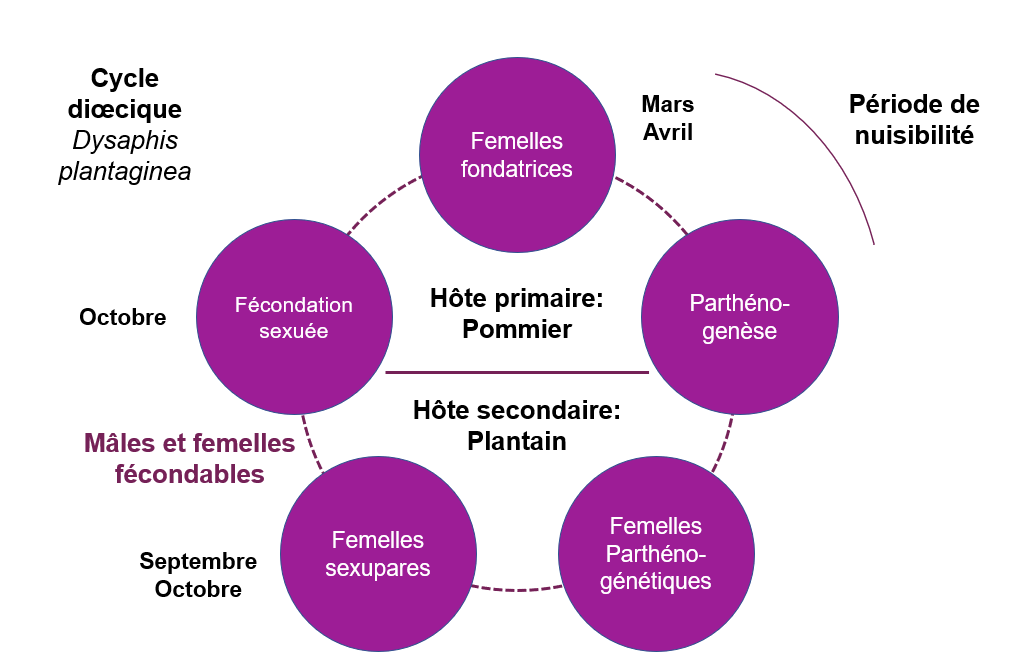 Tout sur le puceron cendré du pommier