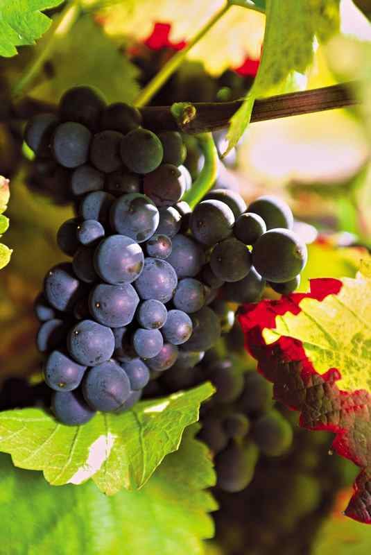 Comprendre les stades BBCH de la vigne pour mieux intervenir