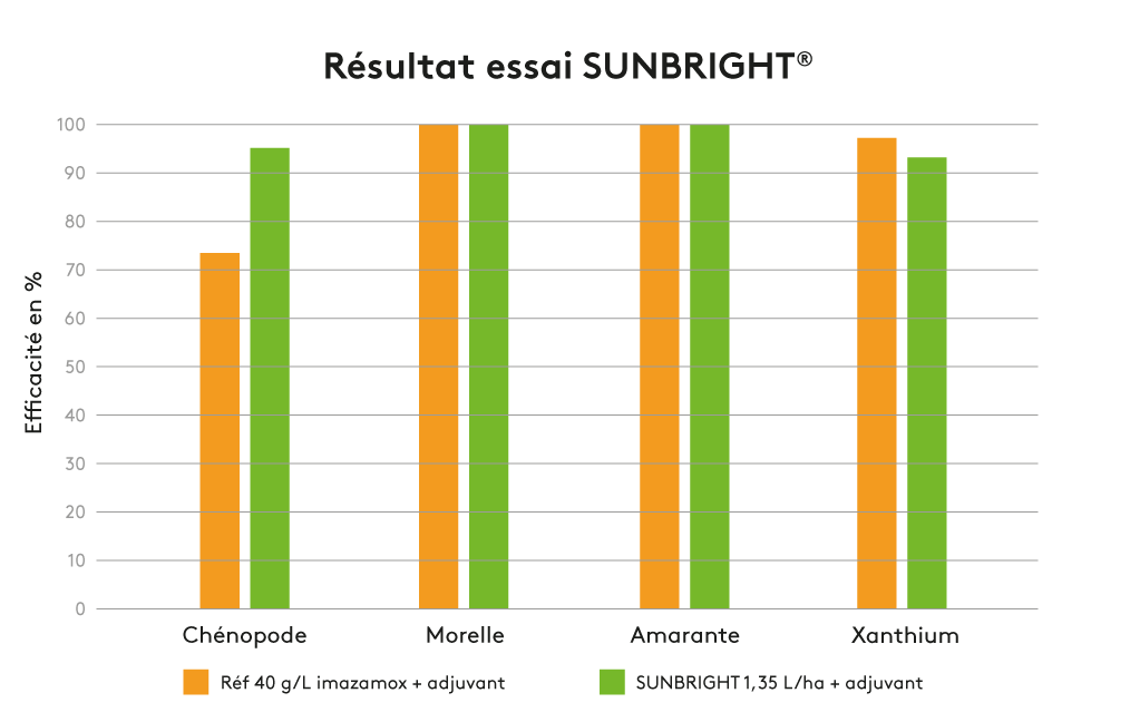 SUNBRIGHT®, l'herbicide optimal sur tournesol tolérant IMISUN