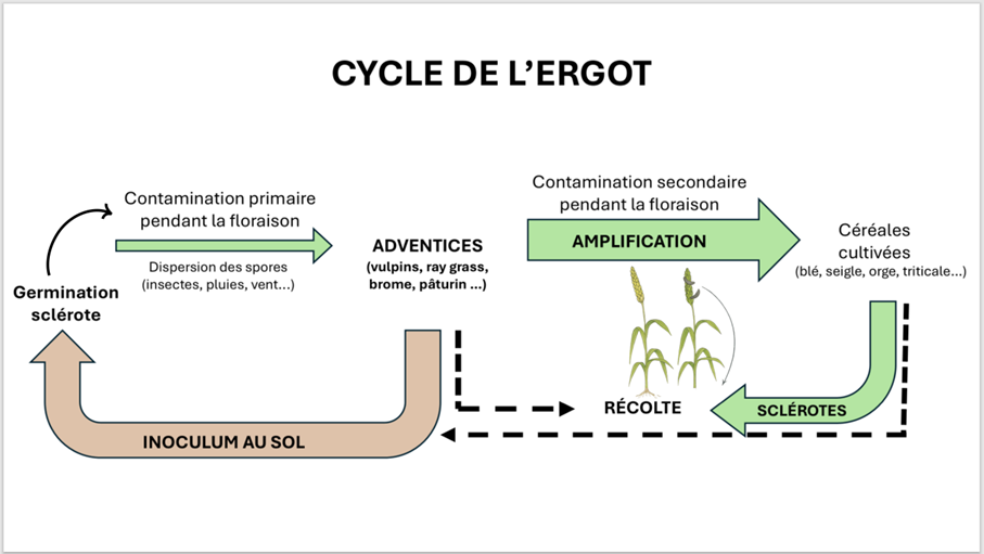 Ergot des céréales : risques et prévention