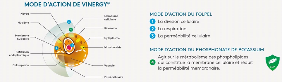 Vinergy® pour prévenir le mildiou et le black-rot