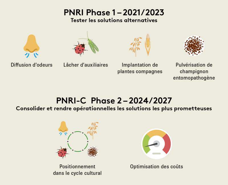 PNRI-C les solutions alternatives contre la jaunisse sur betteraves