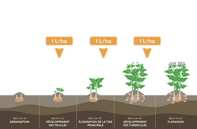 Augmentez vos rendements avec le biostimulant ExelGrow