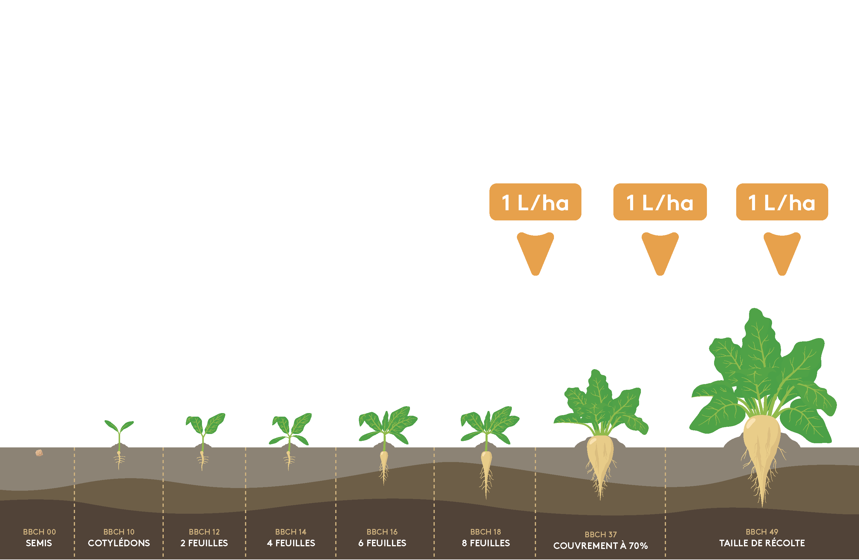 Augmentez vos rendements avec le biostimulant ExelGrow