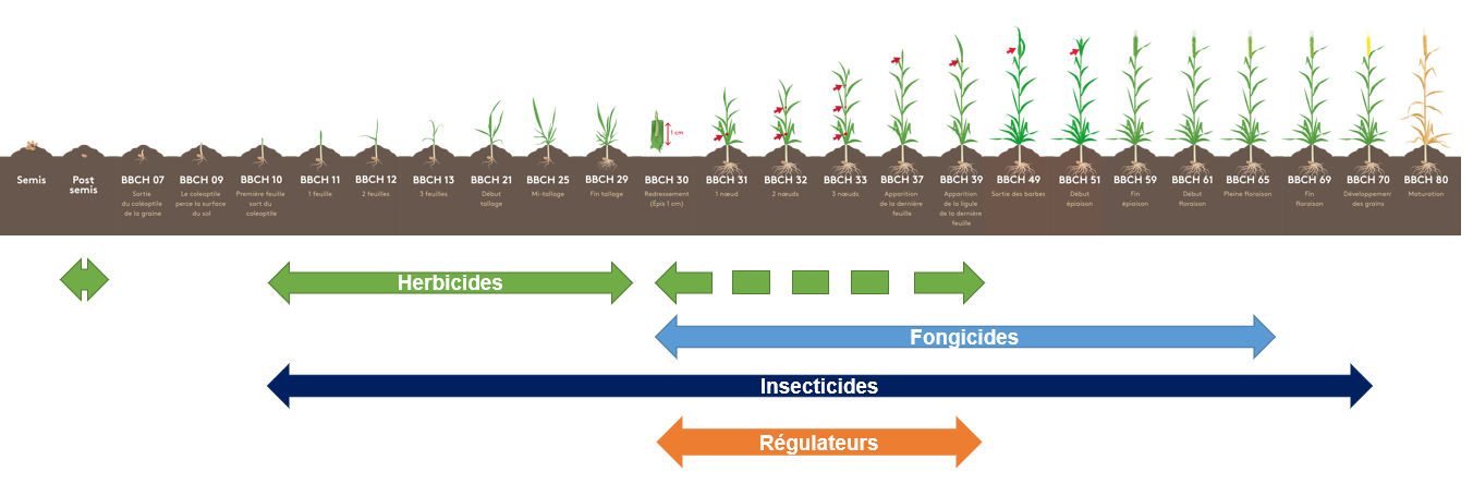 Les différents stades BBCH de développement du blé