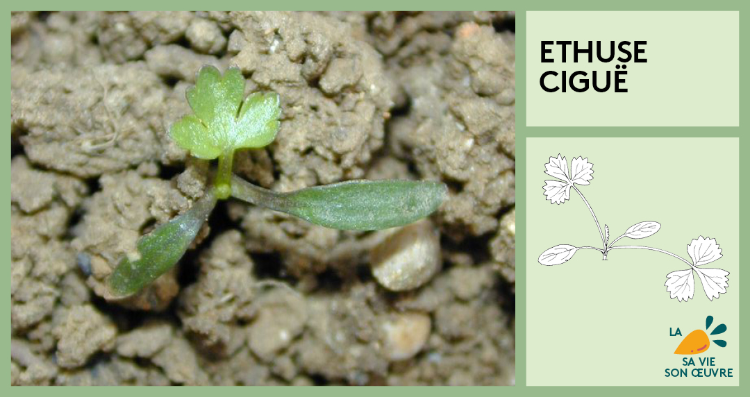 Qu'est-ce que l'Ethuse ciguë