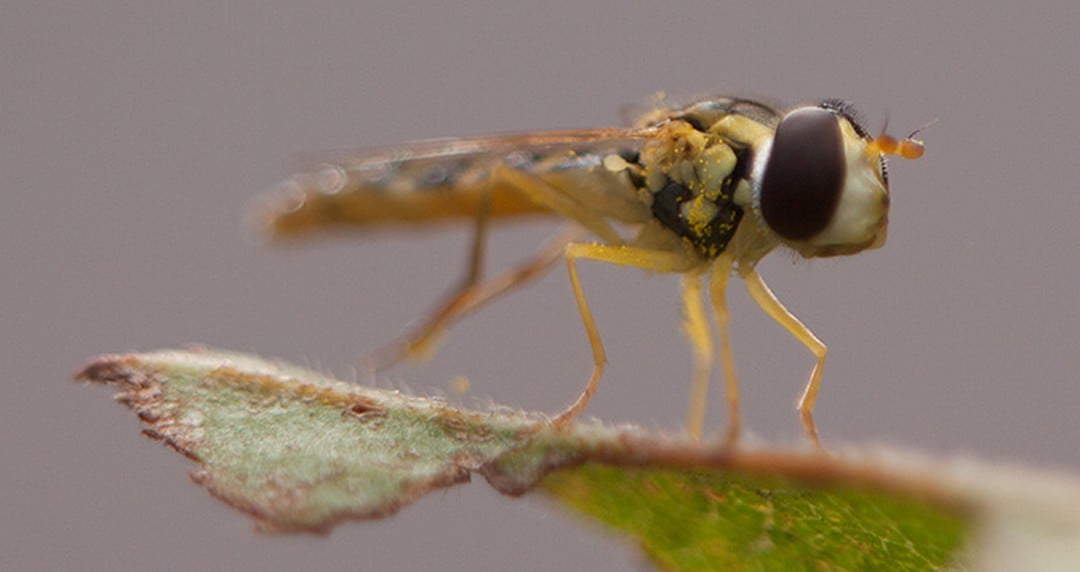 Les syrphes sont les partenaires de nos cultures