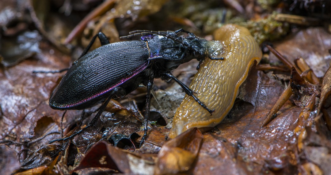 Les carabes, des partenaires efficaces de l'agriculture