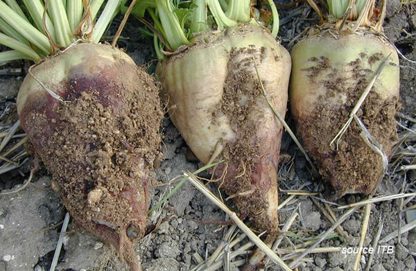 Thanatephorus cucumeris - Rhizoctone brun