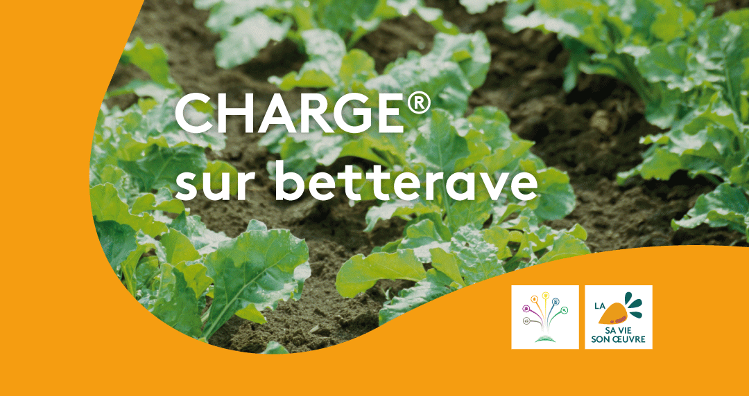 Charge® sur betterave : substance de base à effet fongicide