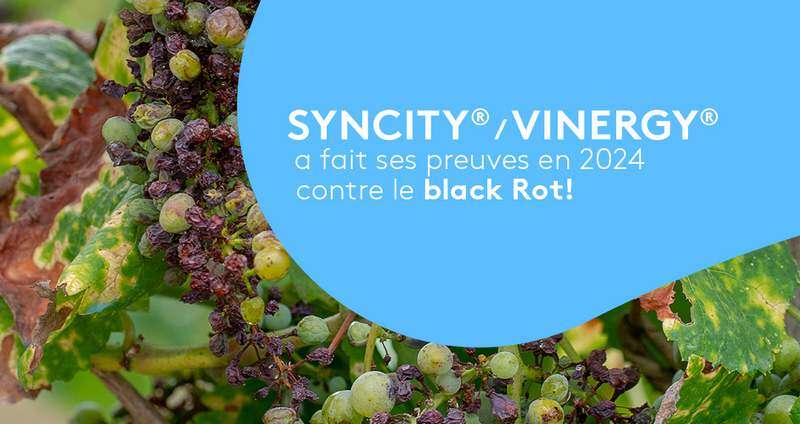 Syncity®/Vinergy® : de bons retours terrain face au black rot en 2024