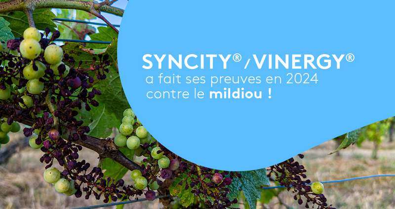 Syncity®/Vinergy® : de bons retours terrain face au mildiou en 2024
