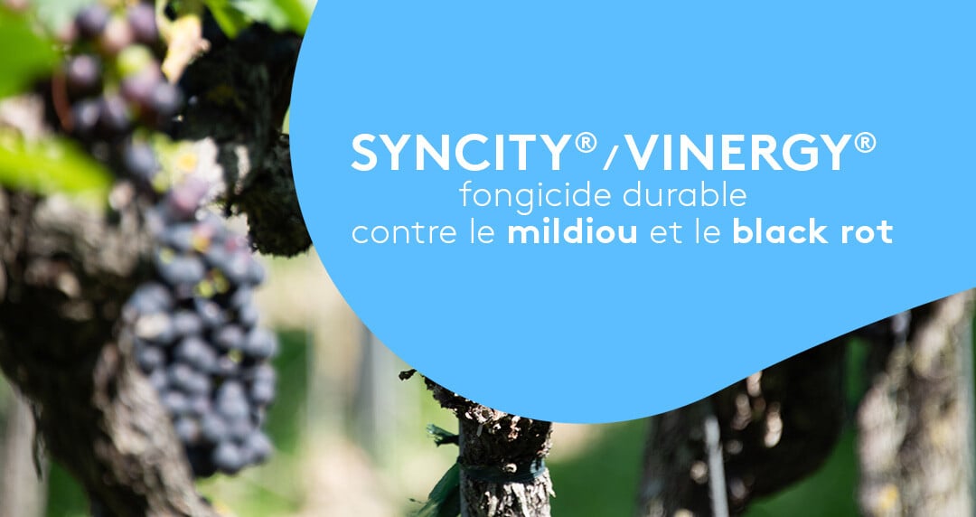 Syncity / Vinergy : des retours positifs face aux mildiou et black rot
