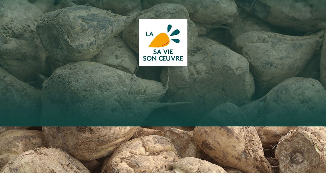 La betterave à sucre, prestige du secteur agro-industriel en France