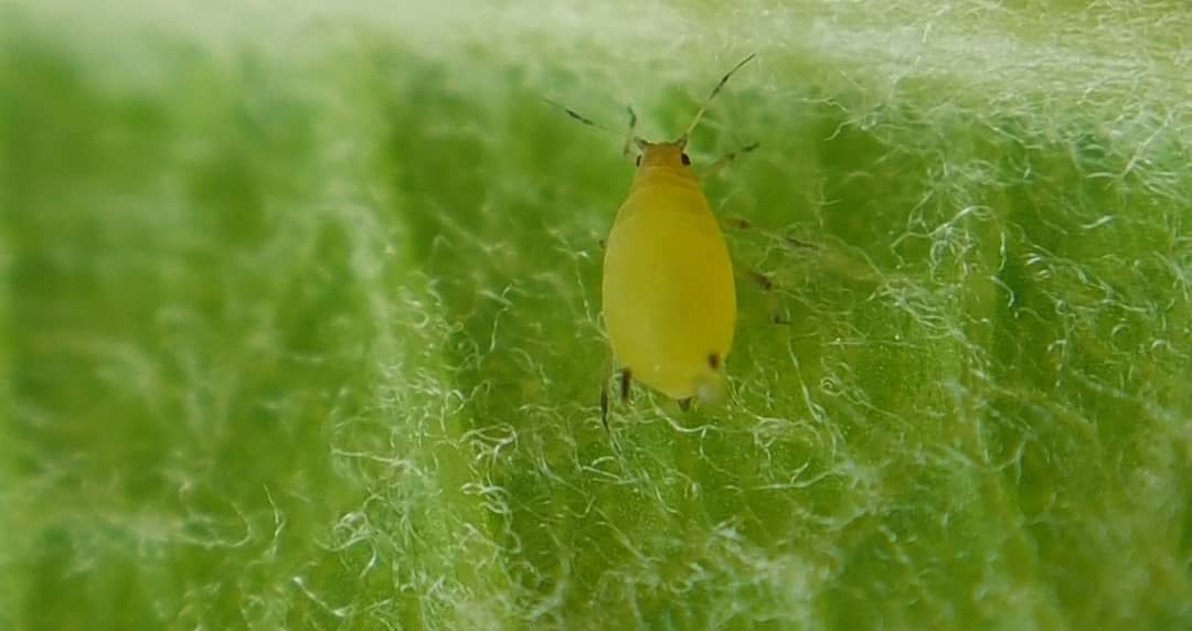 Tout sur le puceron cendré du pommier