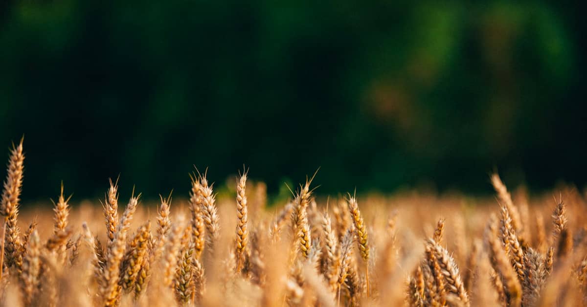 Fongicides blé : types, utilisation et précautions