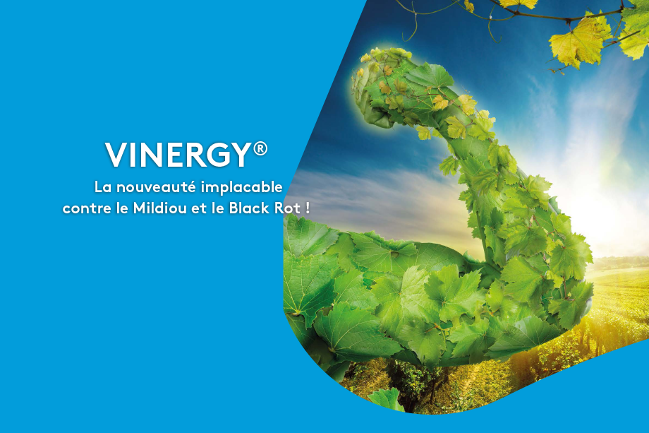 Vigerny® pour prévenir le mildiou et le black-rot
