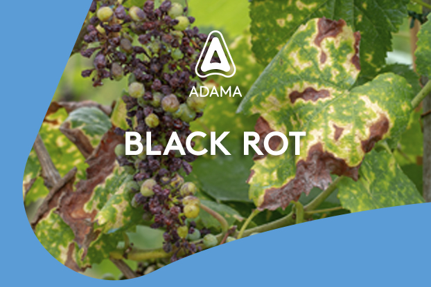 Vigerny® : comment lutter contre le black-rot sur la vigne