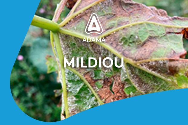 Vinergy, le fongicide vigne anti-mildiou qui réduit l'IFT